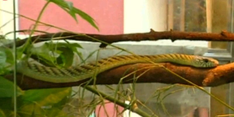 Izložba "Najotrovnije zmije svijeta" od ponedjeljka u Gradskoj loži ...